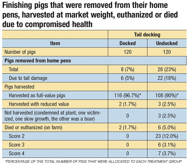 Research reaffirms the necessity of tail docking for pigs
