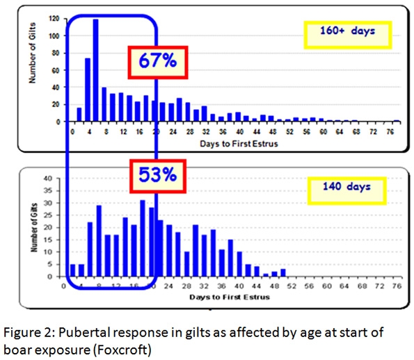 Management of the gilt for breeding and in first gestation for longevity