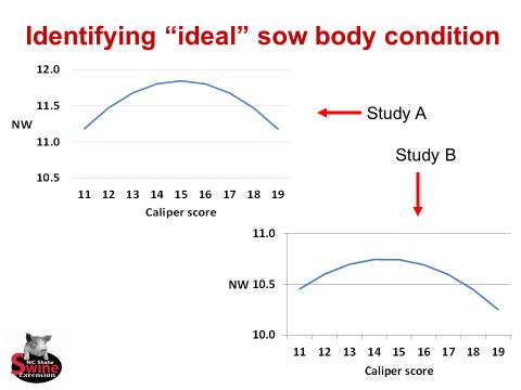 The sow body condition caliper, a paradigm change in sow management