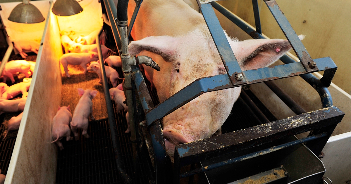 JEV outbreak could carry $600M price tag for U.S. pork industry