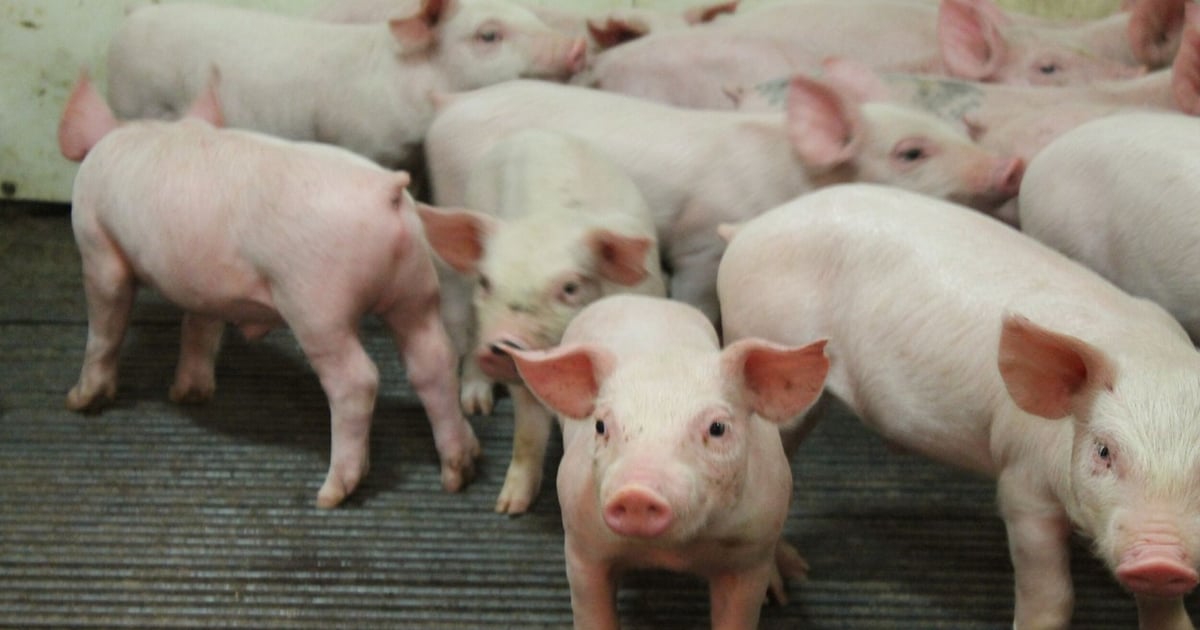 Understanding Disease-Associated S. suis in swine