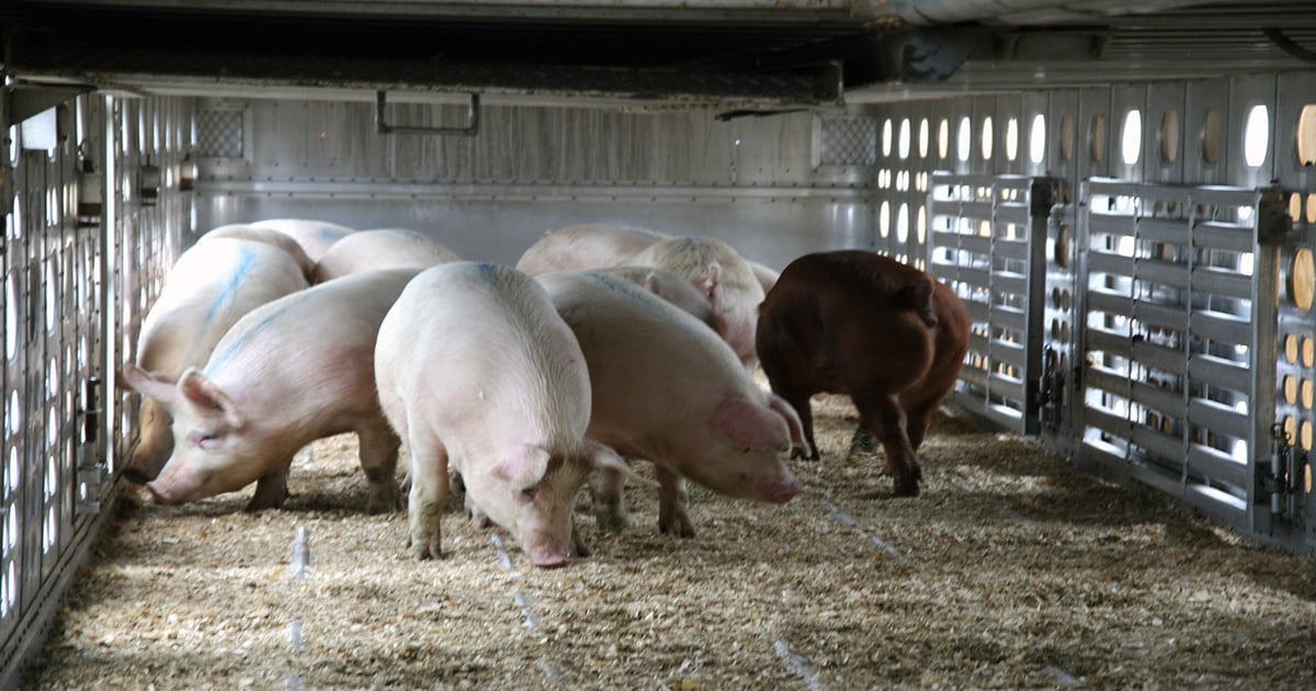 Heavier dressed weights to push pork production higher in 2026
