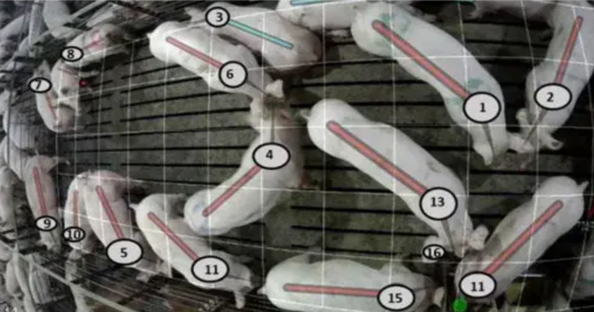 AI, social mapping offers new pig welfare insights