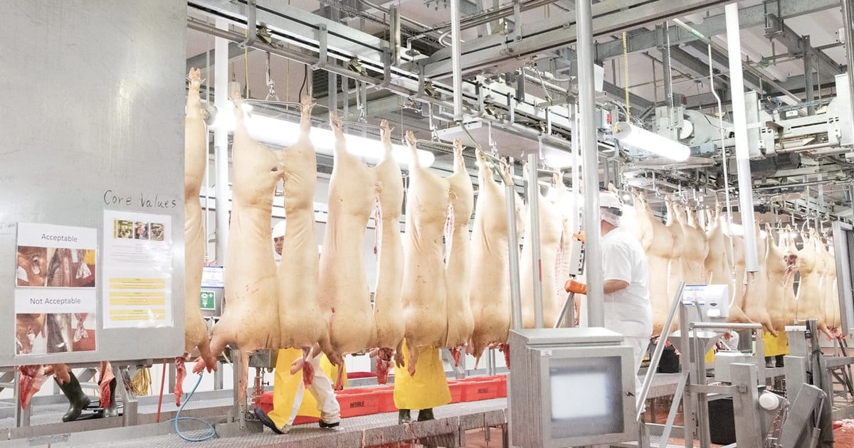 New swine inspection rule prioritizes visual assessment
