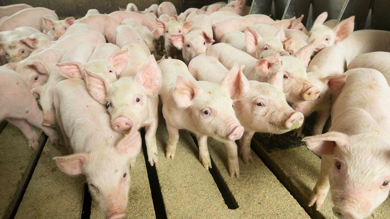 A good week for hog prices