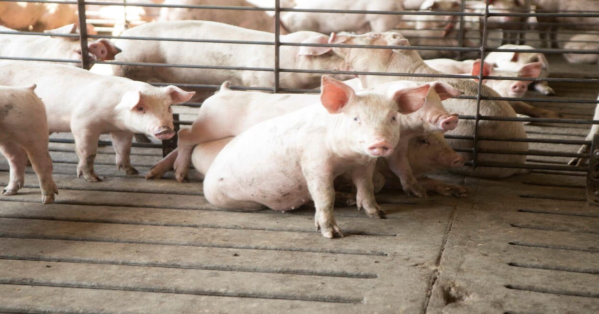 Are hogs waking from their slumber?