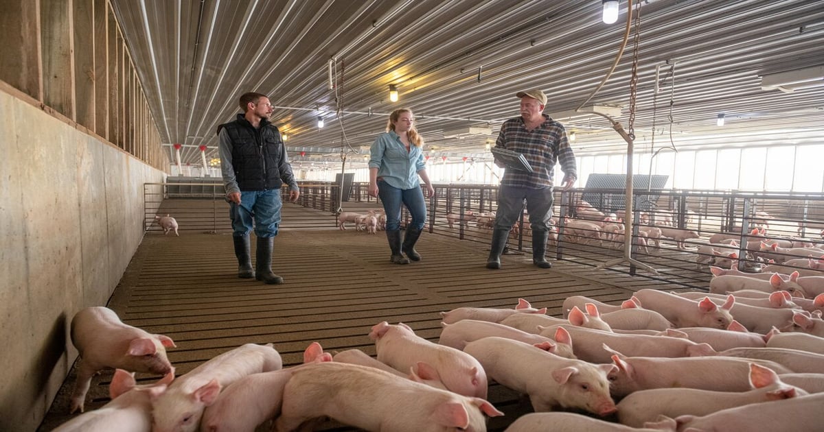 Maximizing people and processes to transform individualized pig care