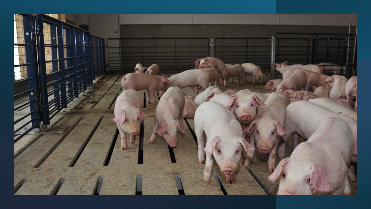 Hog Reproduction recent news | National Hog Farmer