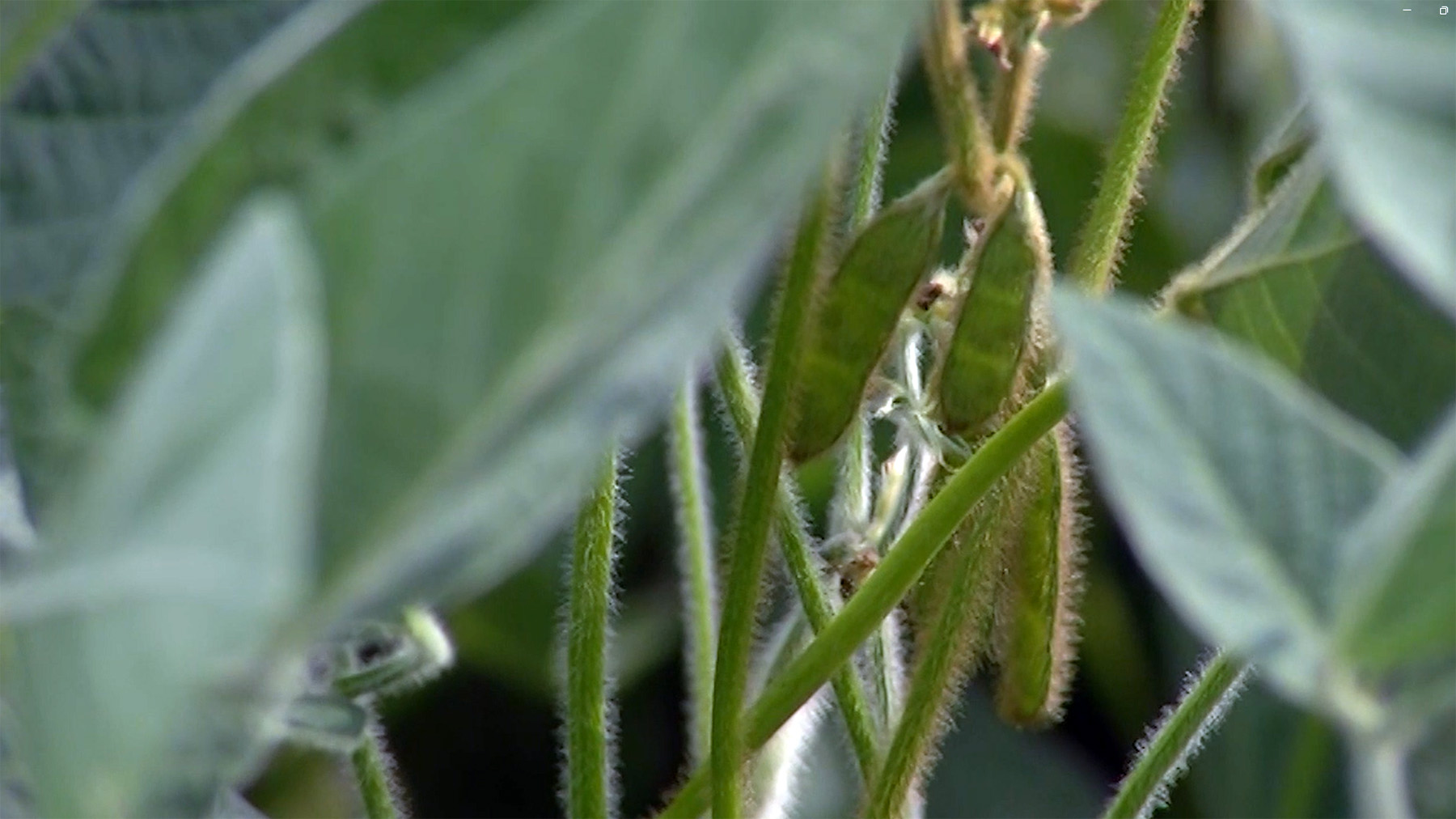 Hog Nutrition recent news | National Hog Farmer