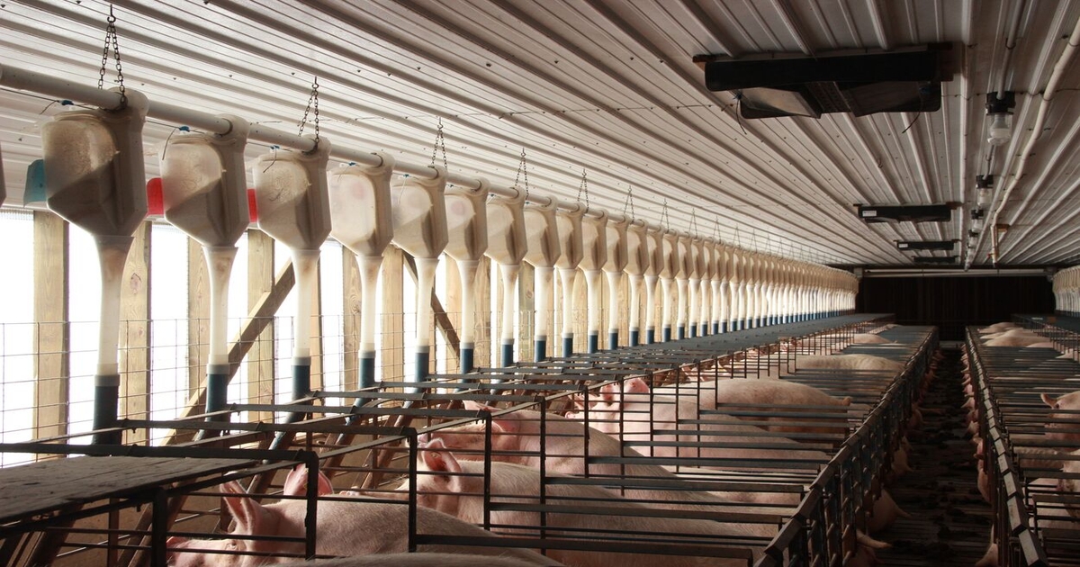 Managing scours on the sow farm