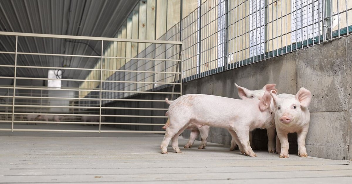 June Hogs and Pigs expectations