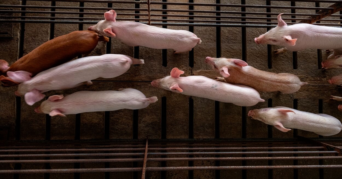 U.S. pork producers adopt enhanced swine traceability resolution