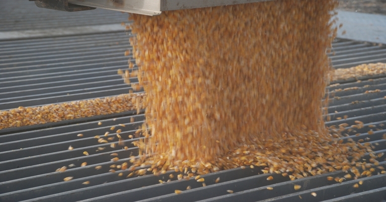 U.S. Corn Acreage Up for Fifth Straight Year
