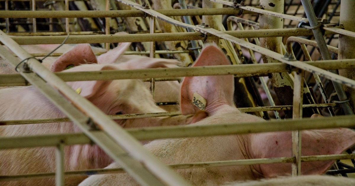 USDA launches no-cost swine RFID tag program