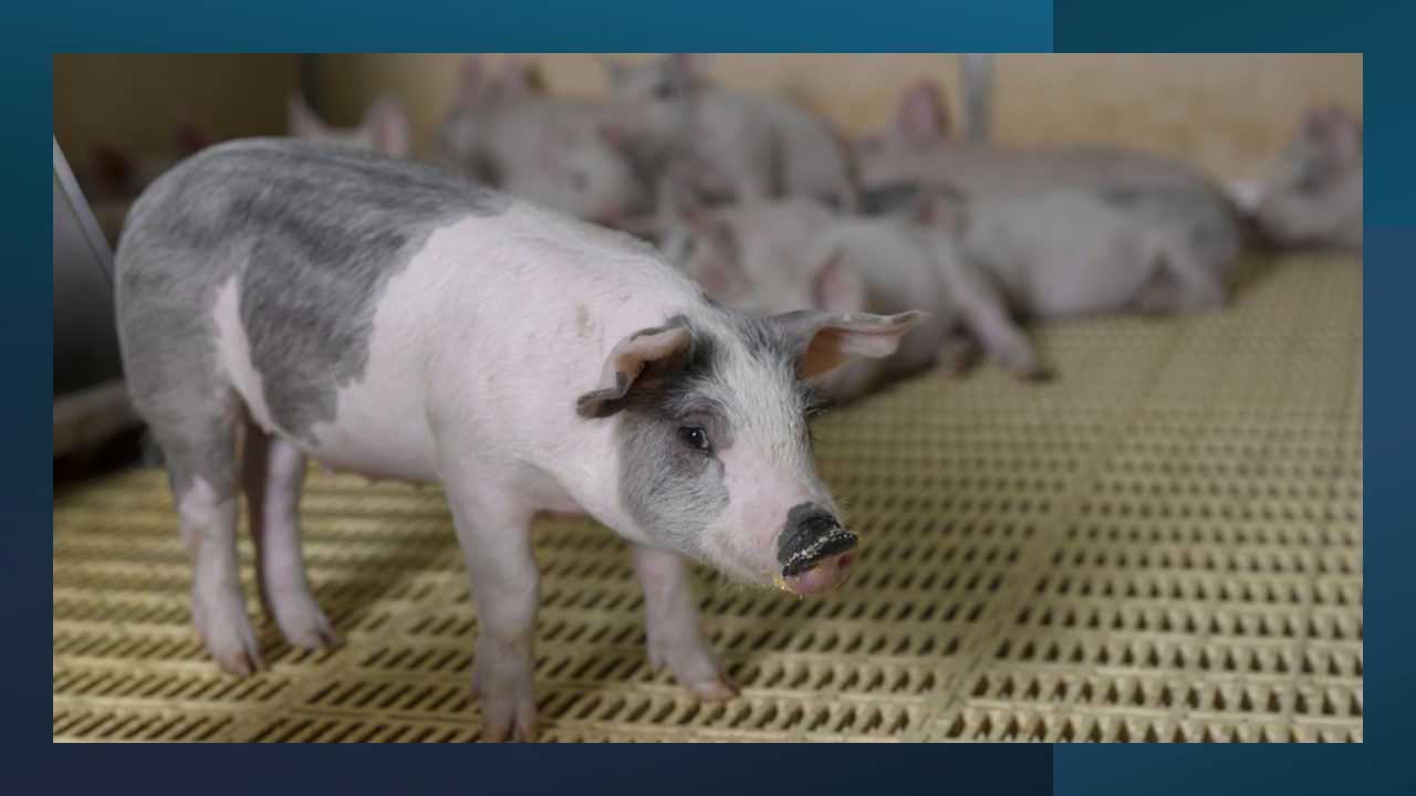 Hog Reproduction recent news | National Hog Farmer