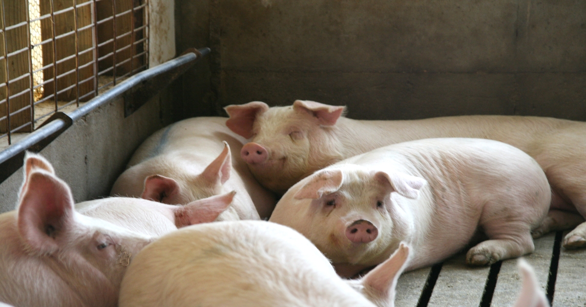 Sow mortality: What are the main risk factors?
