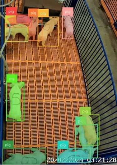ISU researchers pursue 'holy grail' of pig identification