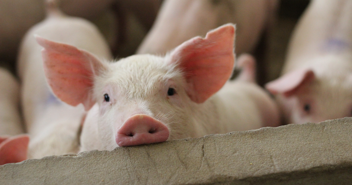 EFSA provides animal welfare recommendations for pig farms