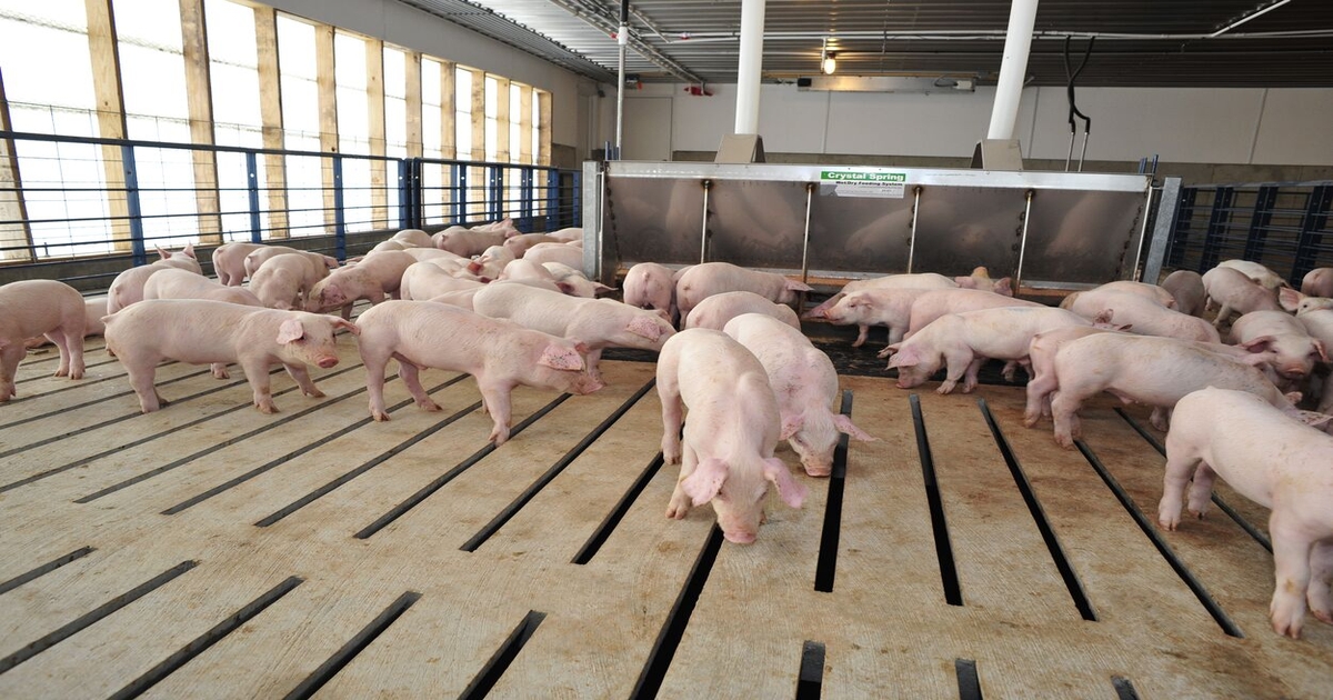 Iowa pork producers to host Learning with Pigs Farmchat