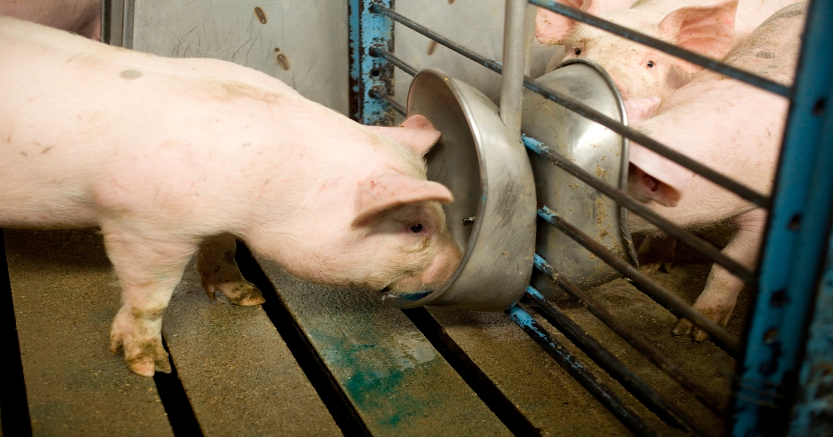 Learnings from 20 years of Enterisol Ileitis use in pigs