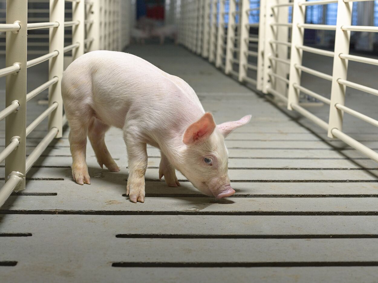 What can a pig’s hair tell us about stress response, disease resilience?