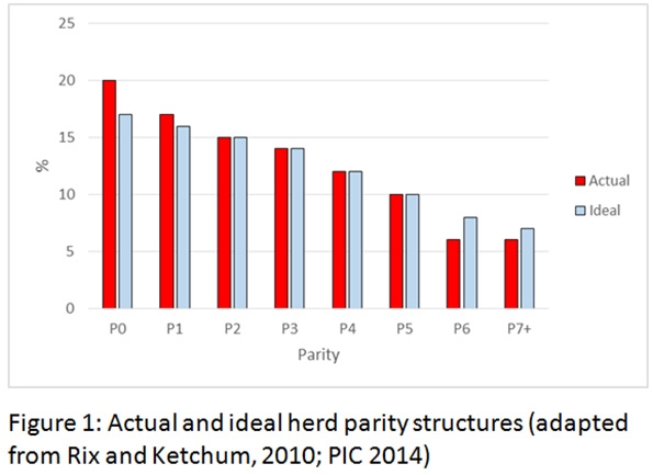 Management of the gilt for breeding and in first gestation for longevity