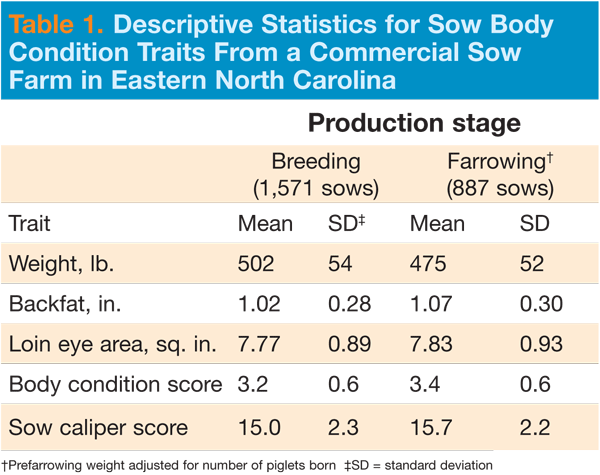 Defining ideal sow body condition