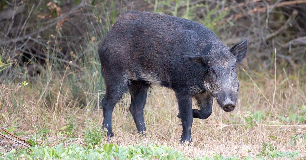 Finally, feral pig control?