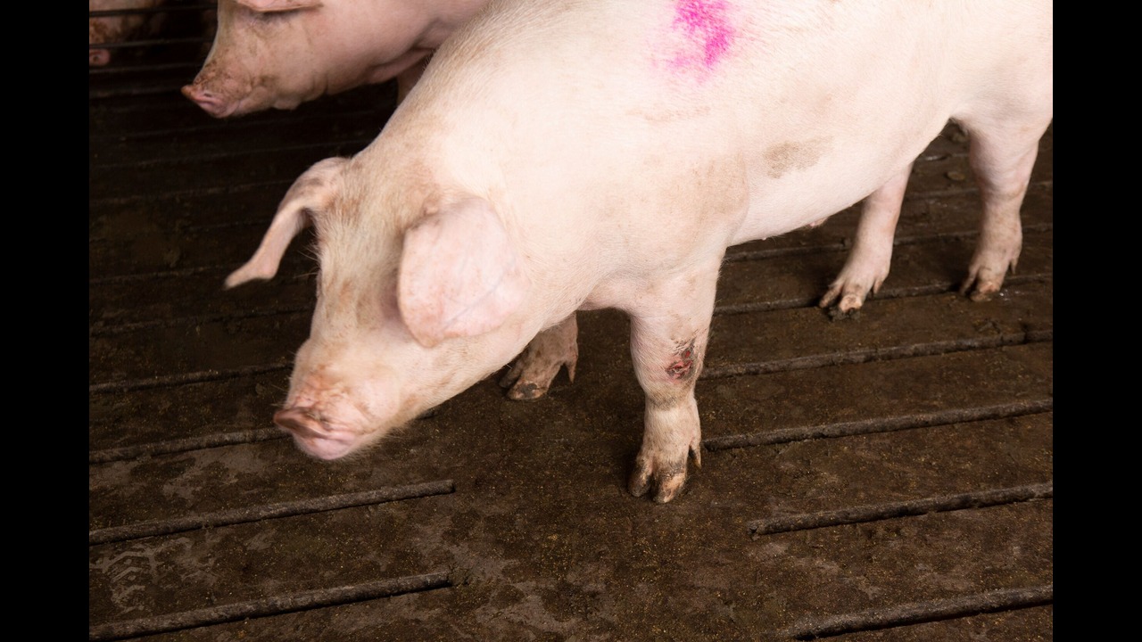 Improving conformation through genetics, imaging tech