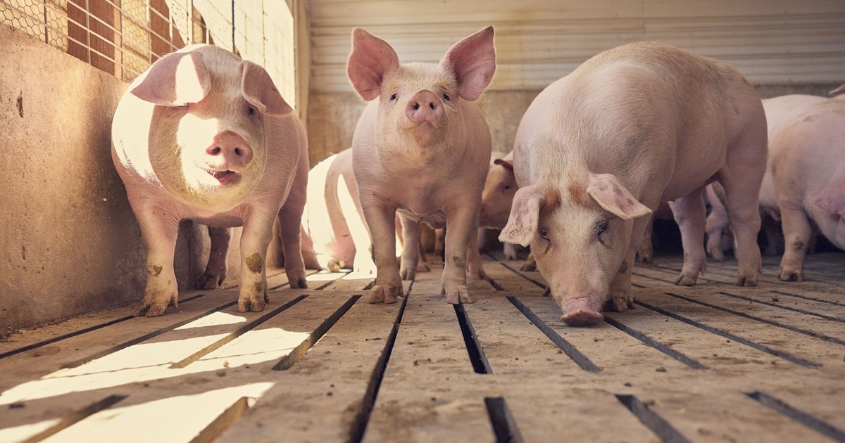 Swine Innovation Porc unveils 4 Advancing Swine Research projects