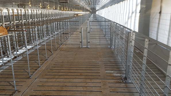 Housing design is big decision in sow building expansions.