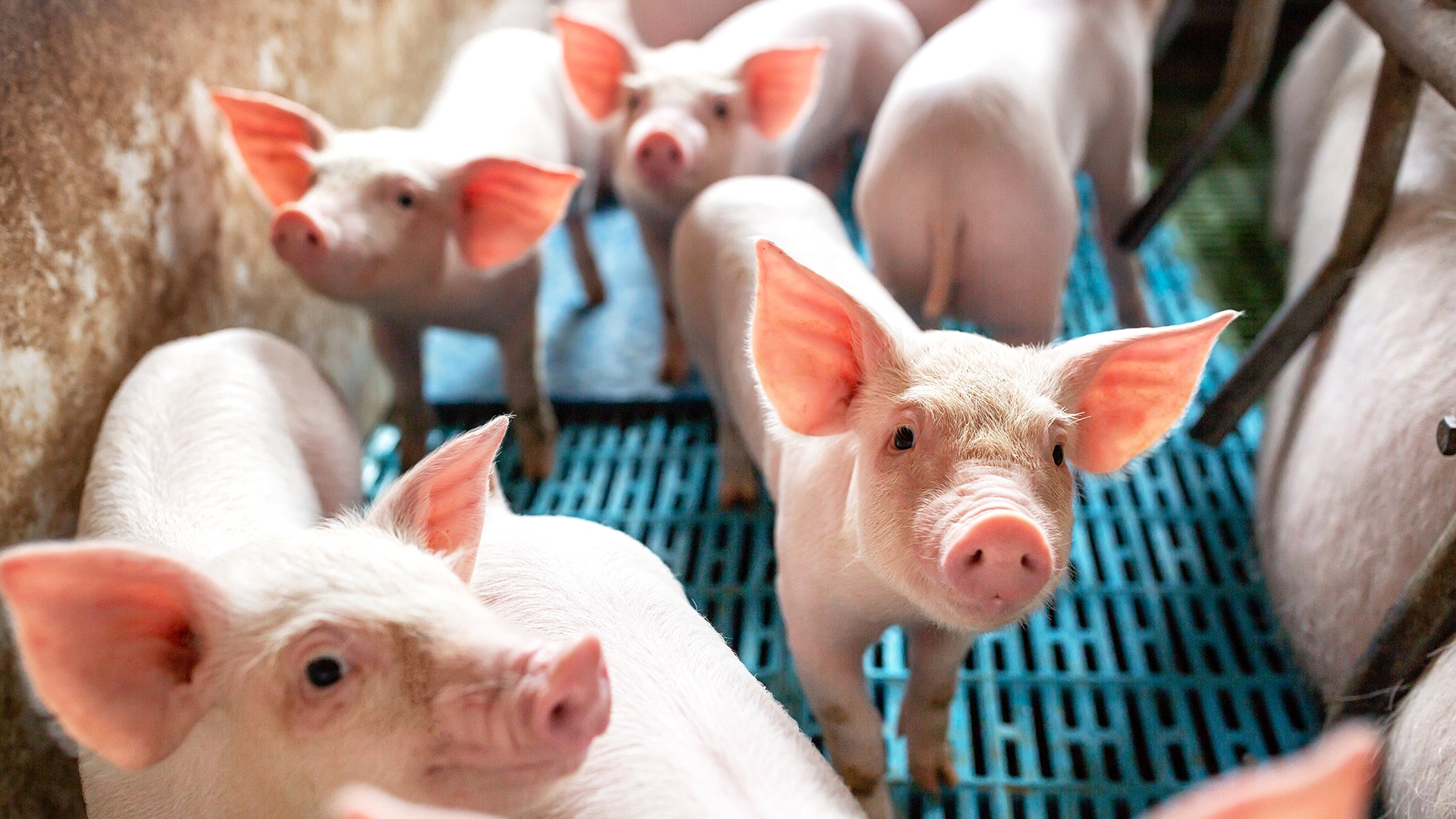 Hog Health recent news | National Hog Farmer