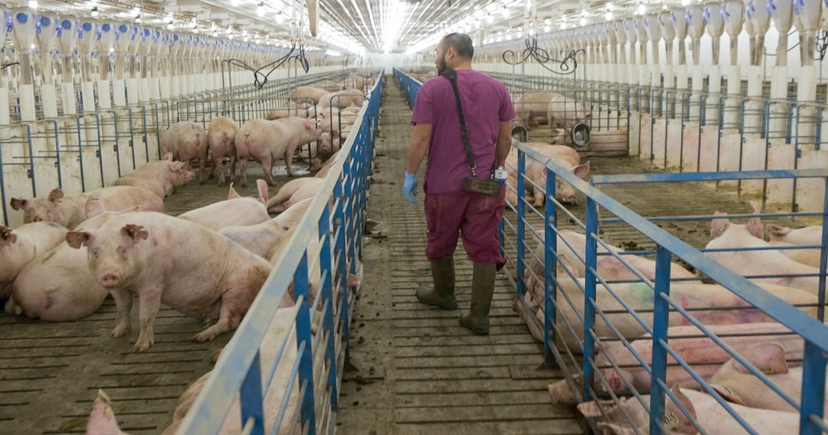 Caution ahead for hog farms on the labor front