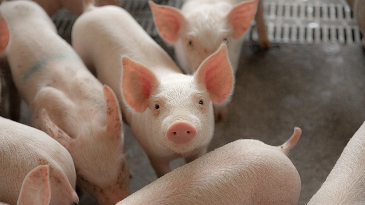 Pork producers wary about expansion amid economic, political concerns