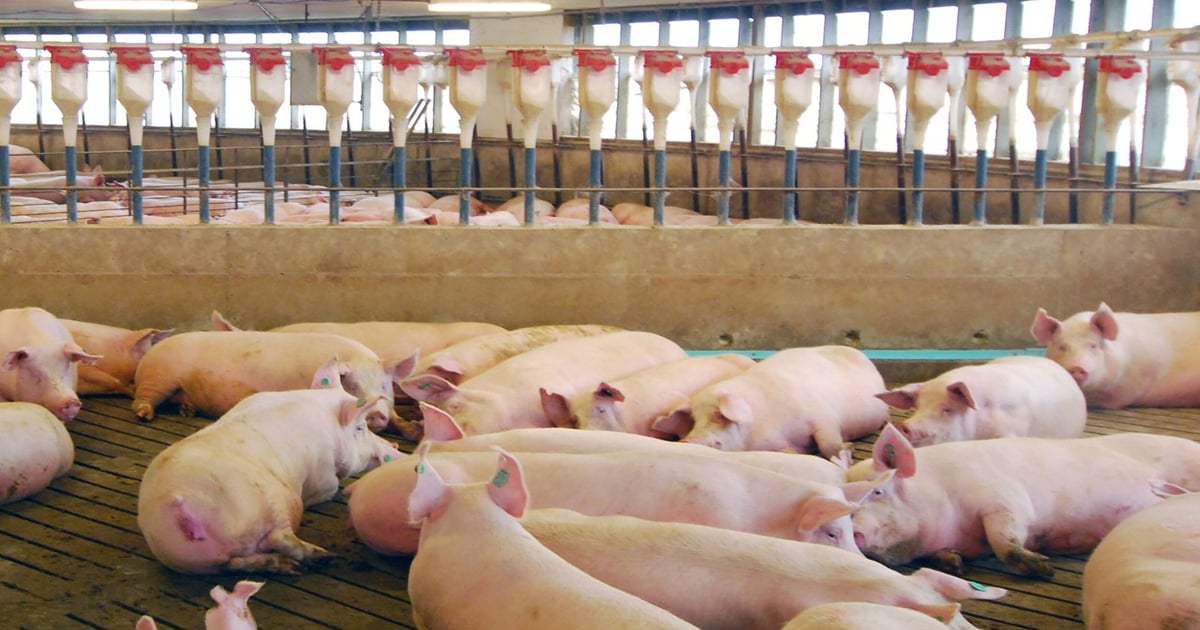 Smart technology tracks individual sow data