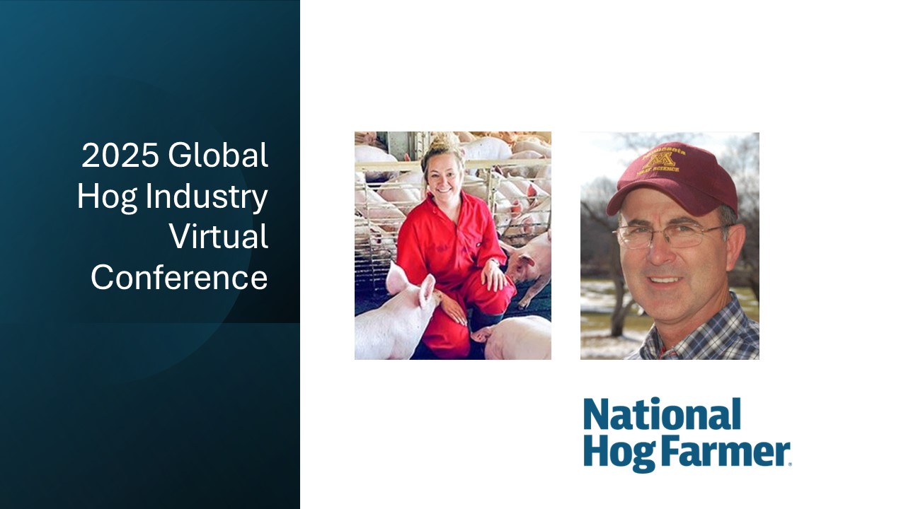 Three legs supporting smoking hot feeder pig market