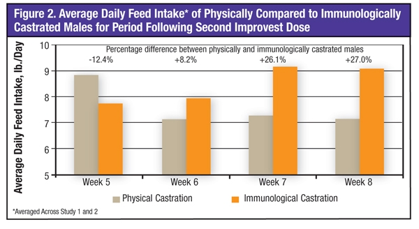 Improvest-Treated Male Pigs Grow Faster, More Efficiently