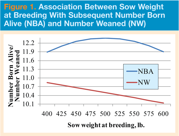 Defining ideal sow body condition