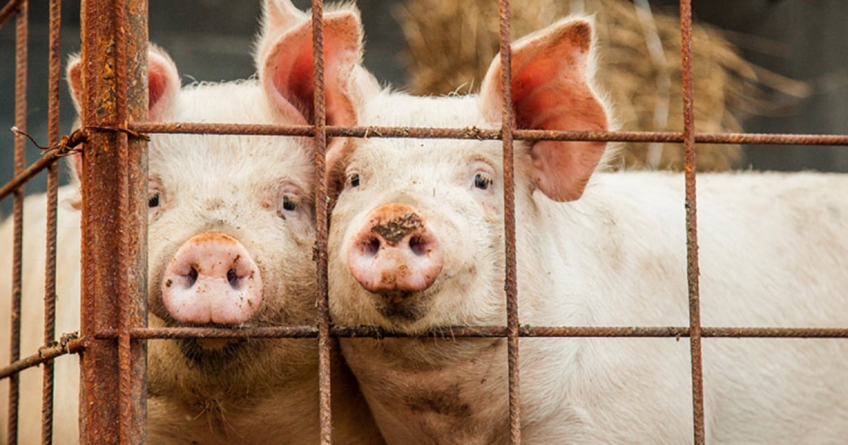 Protect your pigs from ASF - TittlePress