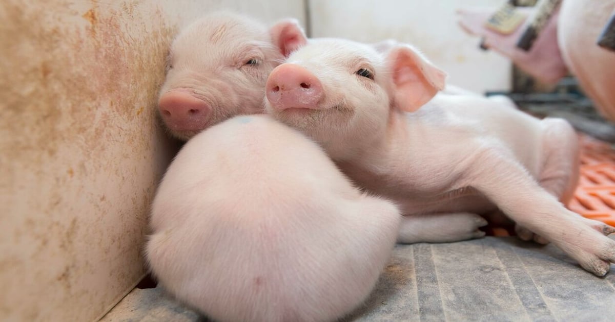 SHIC adds E. coli to Domestic Swine Disease Monitoring Report
