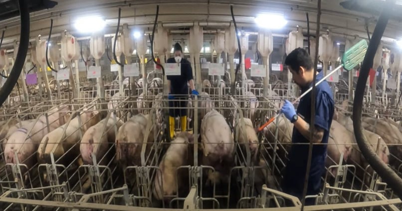 Take a practical approach to reduce sow mortality