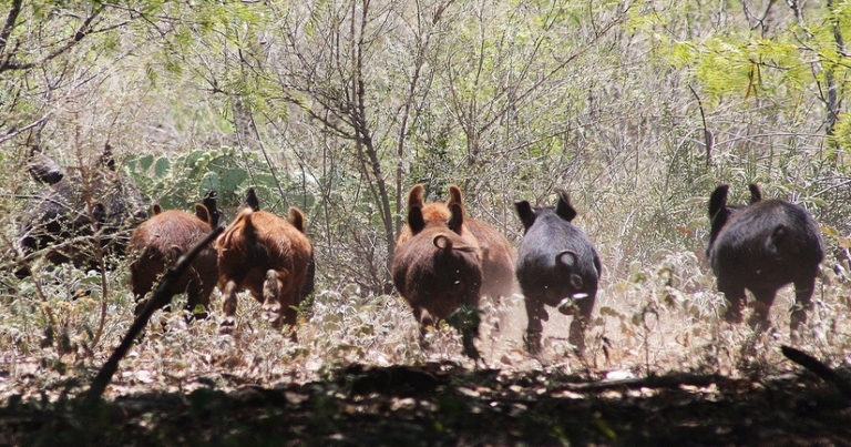Study finds U.S. feral hog population can be managed