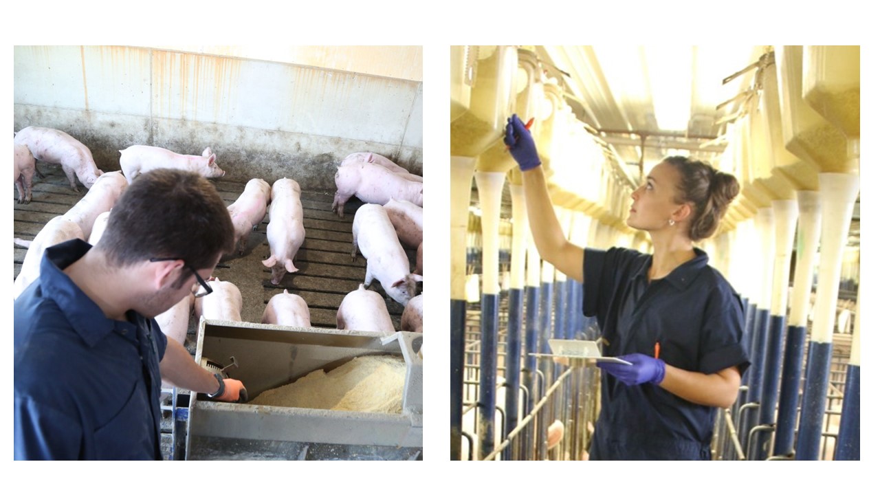 How does right feed reach right pigs at right time?