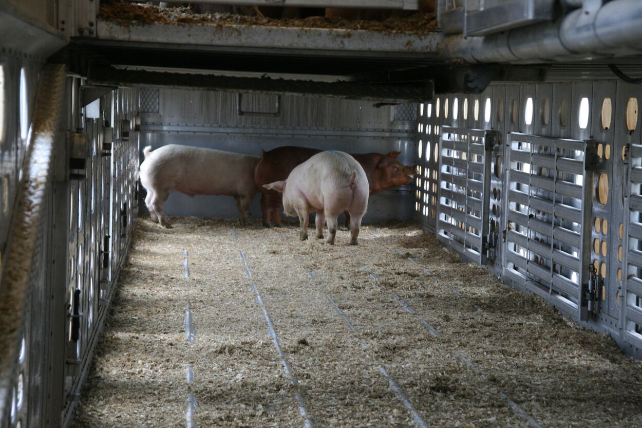 Hog Welfare recent news | National Hog Farmer