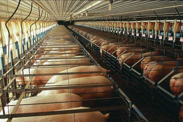 11 Ways to Secure Sow Herds against PRRS