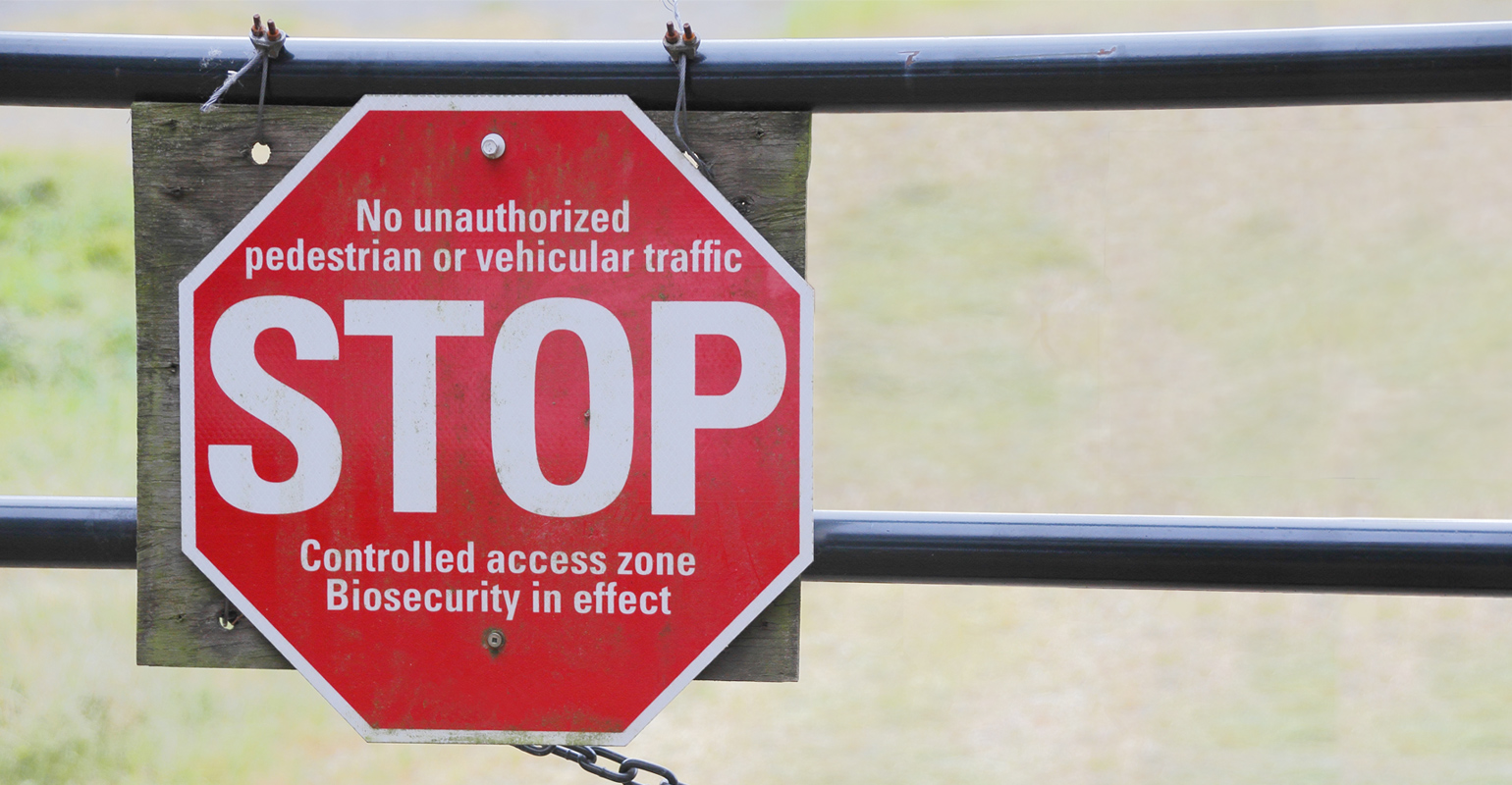 African swine fever is spreading: know the signs to protect your pigs