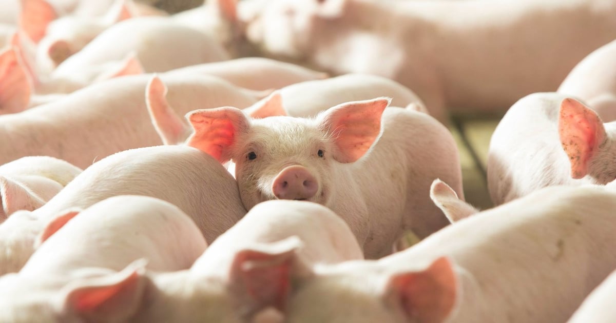 2026 hog forecasts