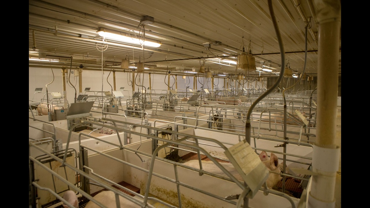 Study finds ATP luminometers can help assess farrowing room cleanliness