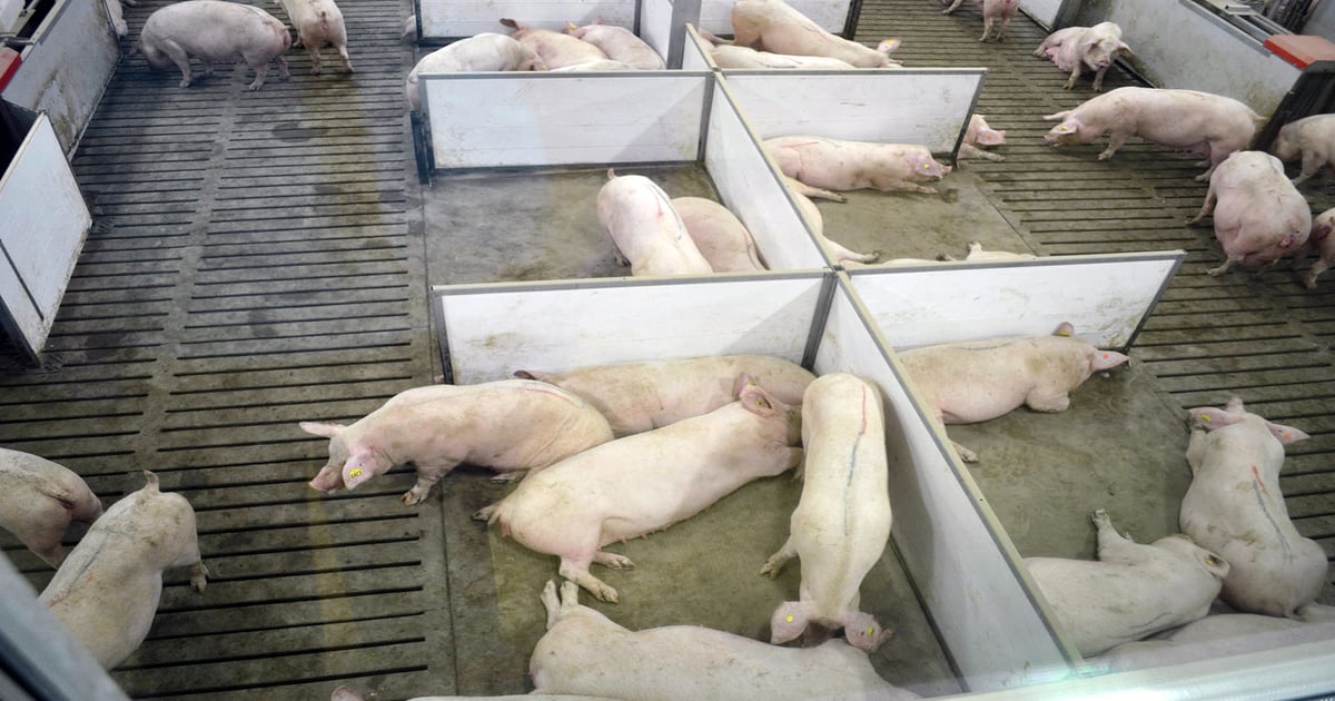 Reducing dietary crude protein in diets for sows