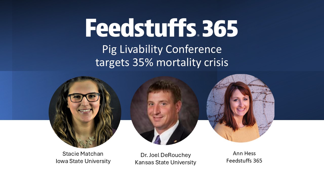 Factors driving high hog prices